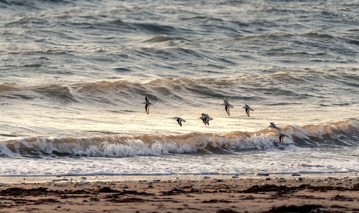 Les 9 plus belles plages de l’île de Ré - Chéri fais tes valises