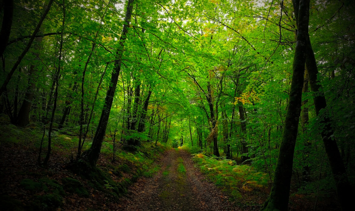 Top 10 des Plus Belles Forêts de France - Chéri fais tes valises