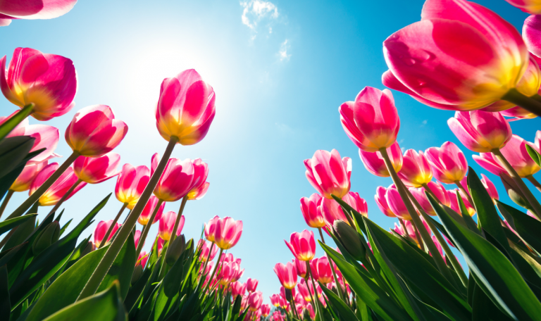 Champs de Tulipes au Pays Bas : Où et comment les voir ? - Chéri fais ...